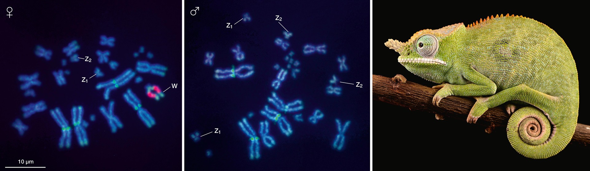 Co jsou zač pohlavní chromozomy - Časopis Vesmír
